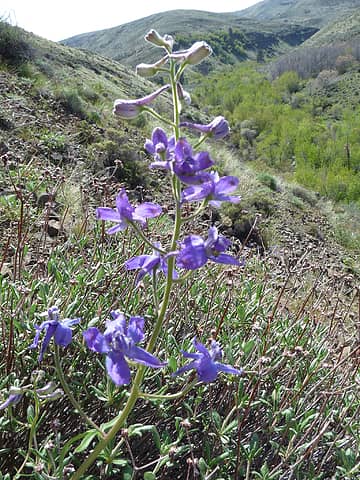 NWHikers.net - View topic - Tarpiscan - Cape Horn Loop 4/18