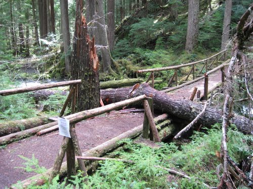 NWHikers.net - View topic - Lower Big Quilcene trail bridges - ceremony ...